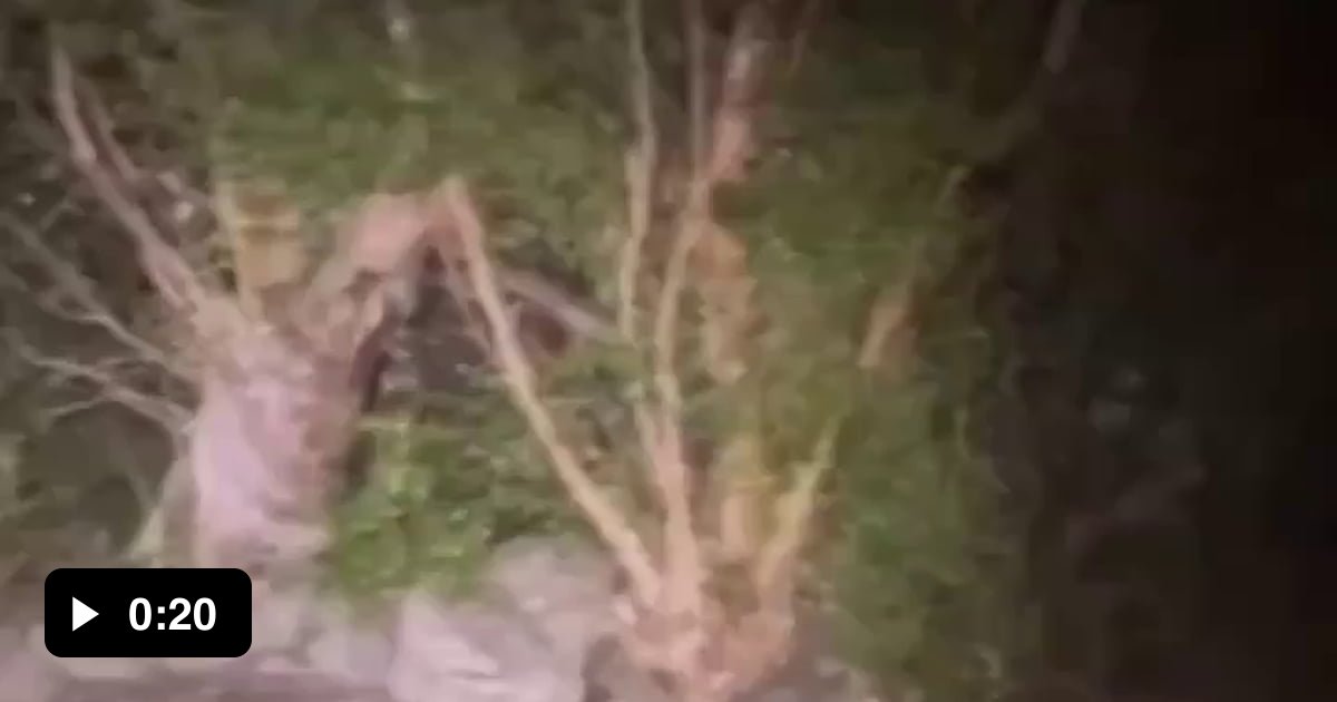 A very rare sighting of a Haast tokoeka/kiwi . It is New Zealand's ...