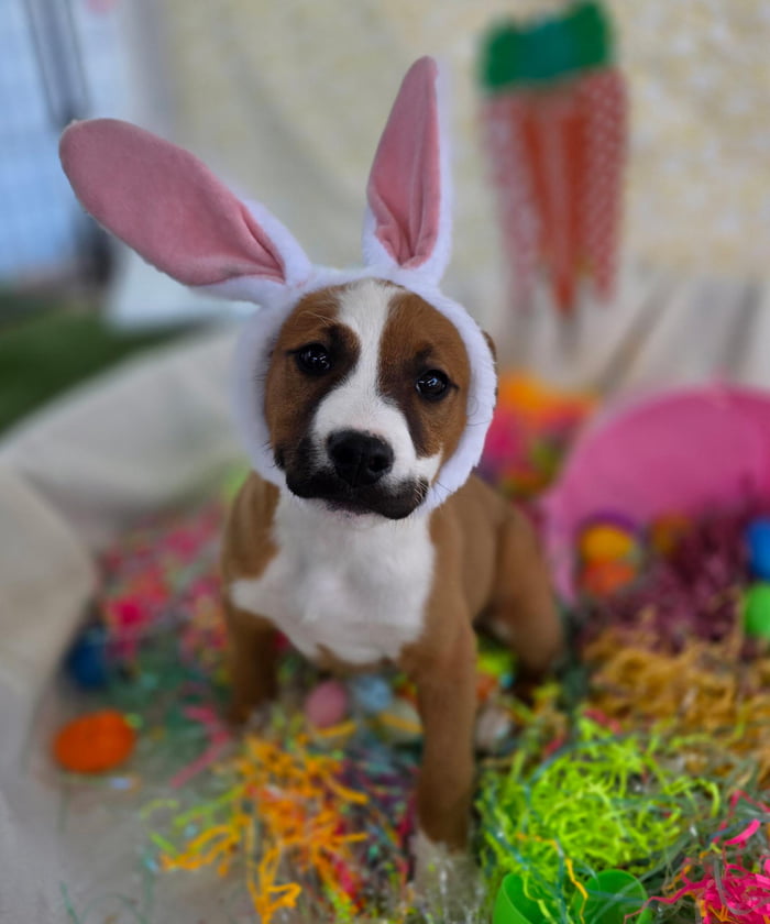 This Easter Bunny looks a bit strange… - 9GAG