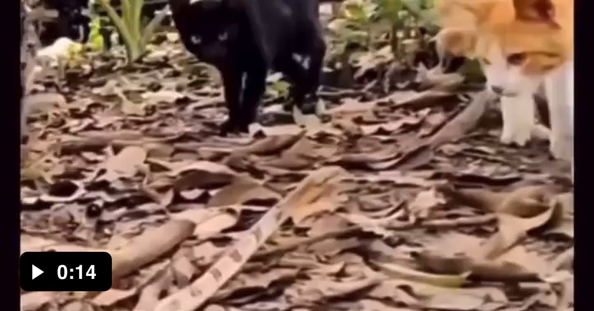 The average cat's reaction time is 20-70 milliseconds, which is faster than the average snake's ...