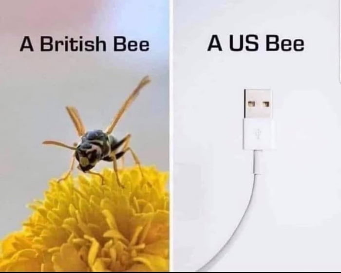 Bees around the world - 9GAG