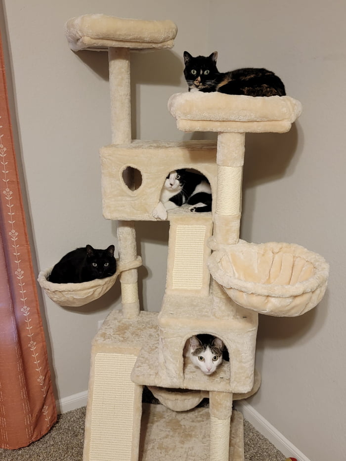 The Dingus family tree - 9GAG