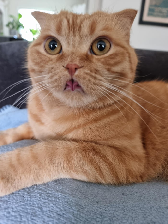 Sometimes his tongue gets stuck. He's a big derpy boy. - 9GAG
