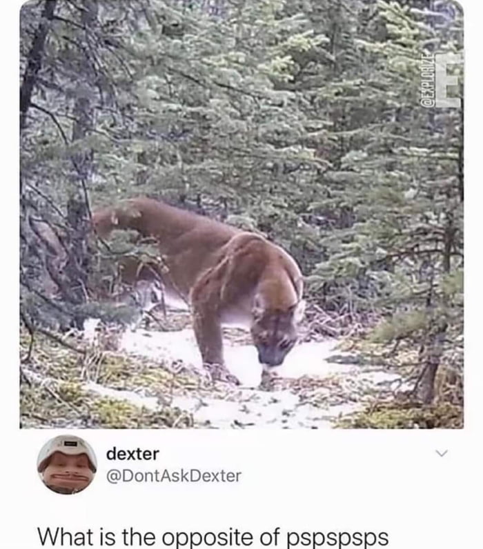 What is the opposite of pspspsps? - 9GAG