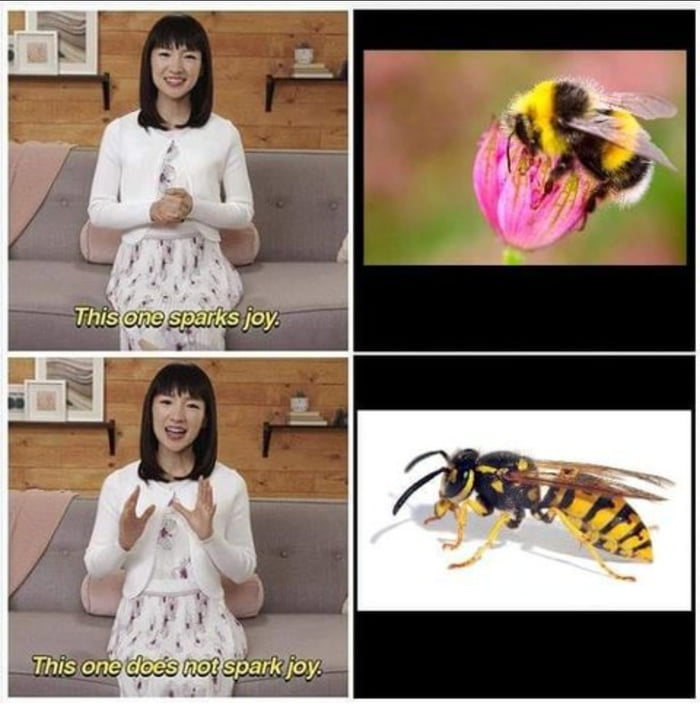 Bees are buddies, but be wary of Wasps - 9GAG