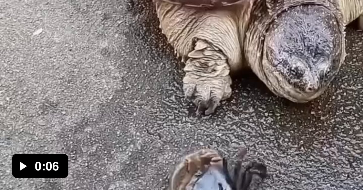 I am fast af boi - 9GAG