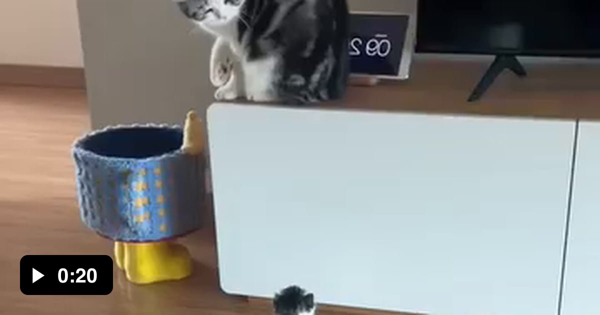 Basically a (very) smol - 9GAG