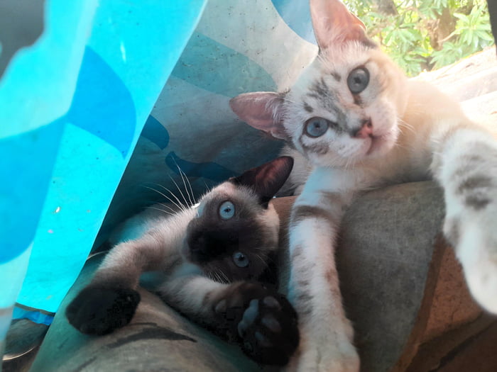 Little cuties - 9GAG