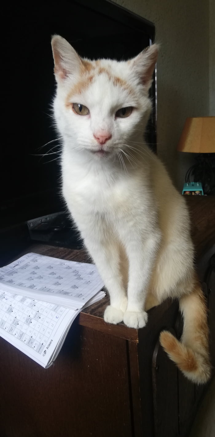 My 18 years old cat Takkie. Still going strong. - 9GAG