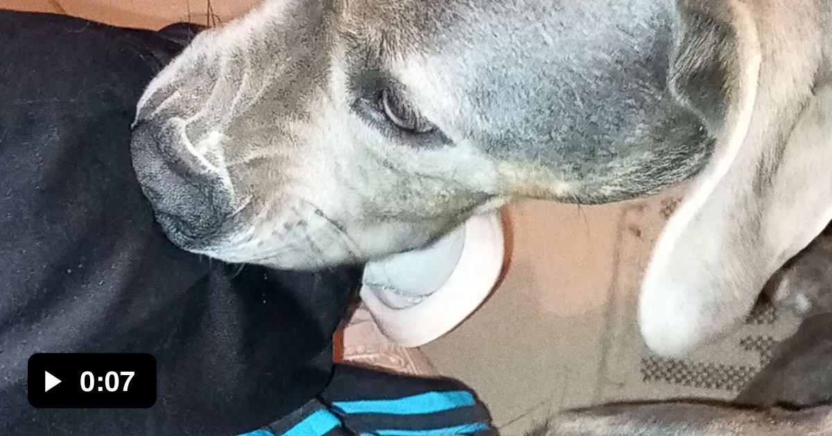 Looks like I have a serious flee problem - 9GAG