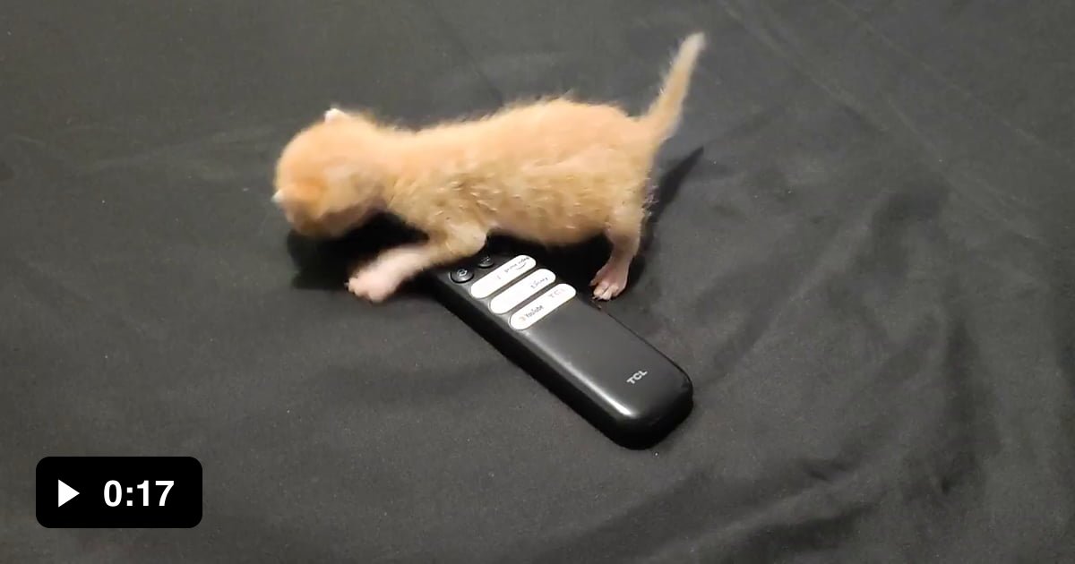 International cat delivery system did it's job! - 9GAG