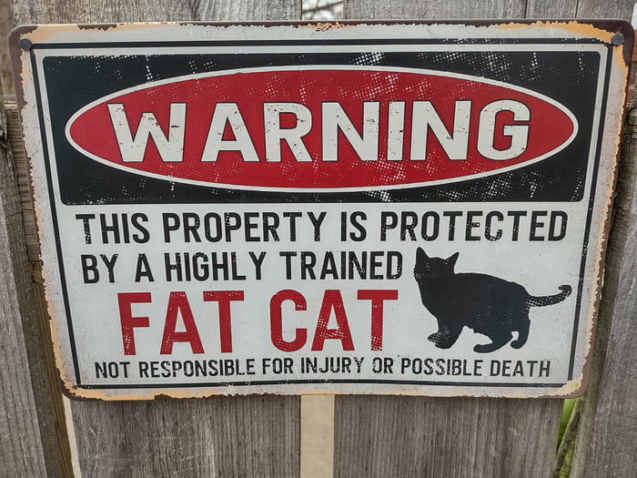 Fat cat warning - 9GAG
