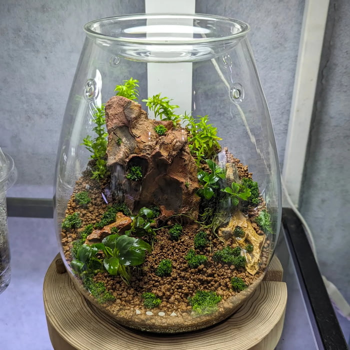 I created my first terrariums using ADA products and am quite happy ...