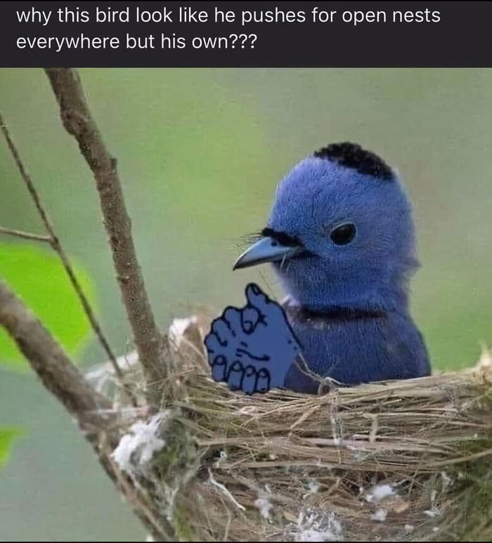 Tiny hat bird - 9GAG