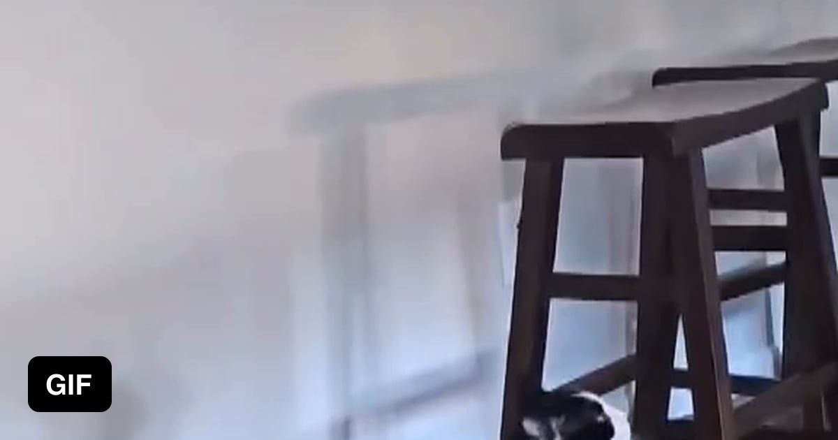 He's got three legs but he's definitely not disabled - 9GAG