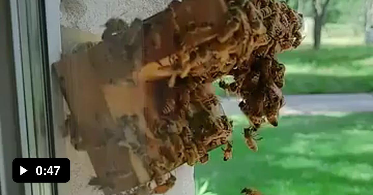 Observational bee hive - 9GAG