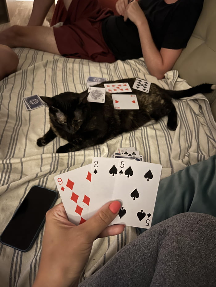 Croupier catto - 9GAG