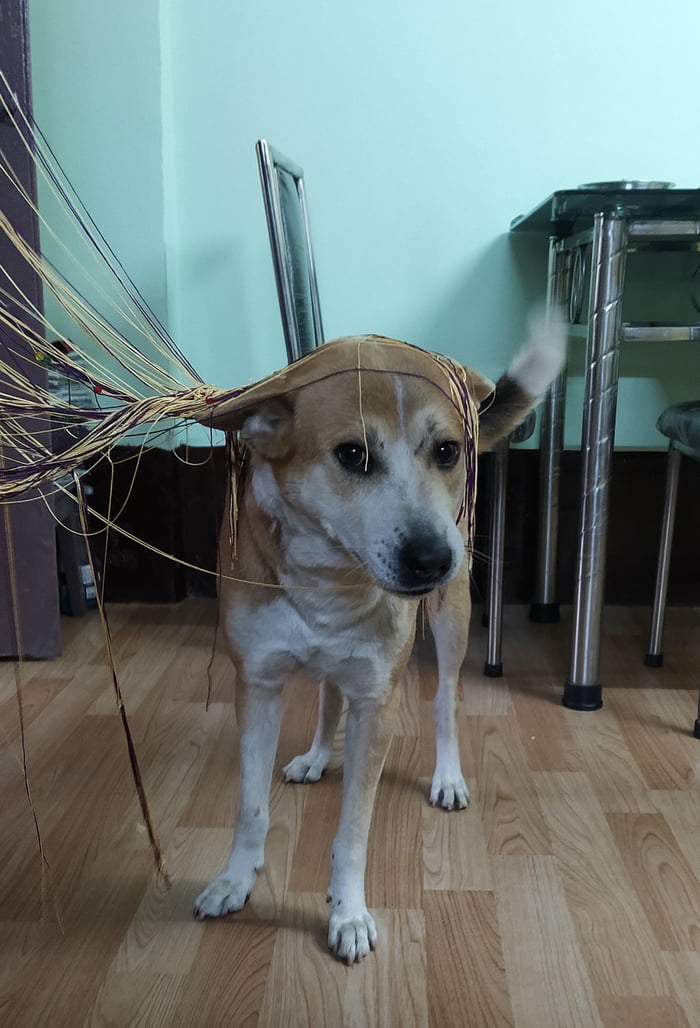 Doggo Vs Curtain , World War 4 - 9GAG