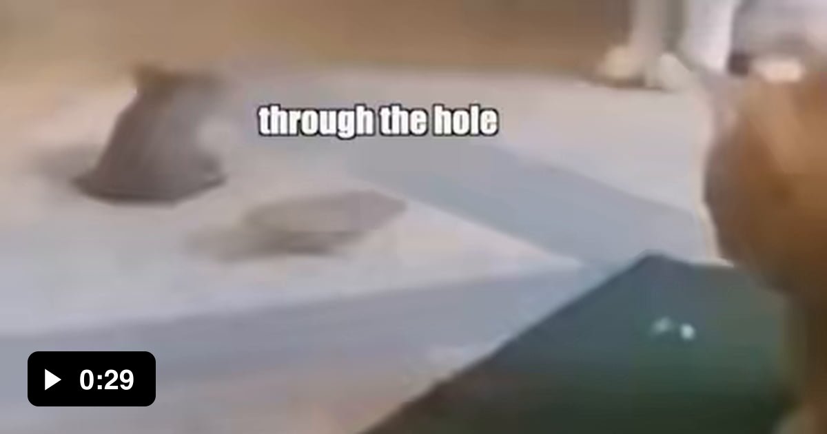 Meow meow…what do we have here? - 9GAG