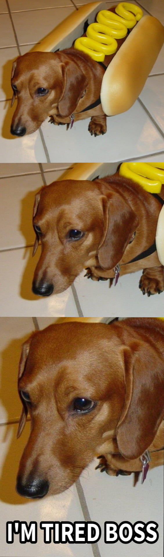 Wiener doge is so sick of your shite - 9GAG