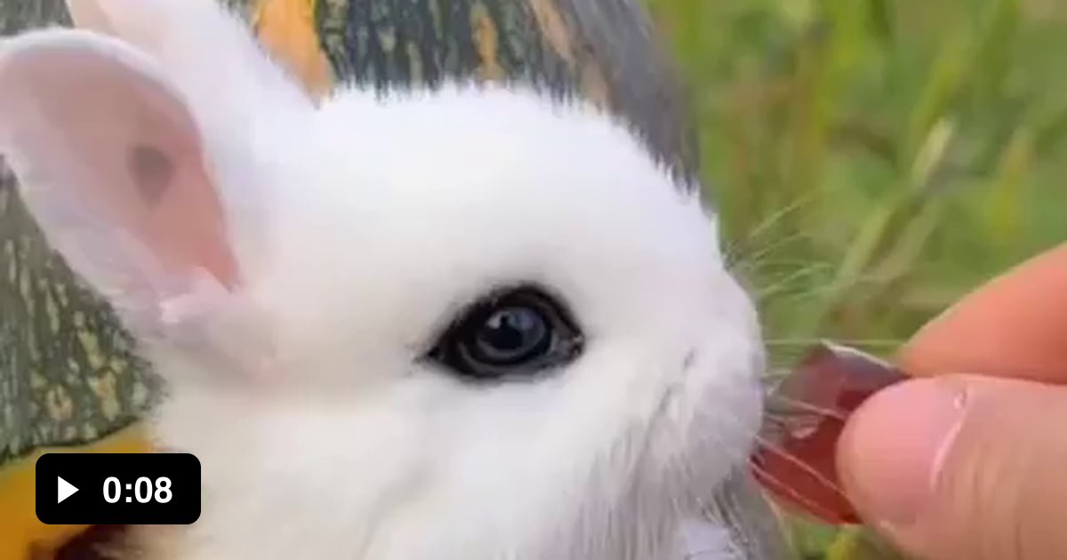 Anyone have a good bunny recipe? - 9GAG