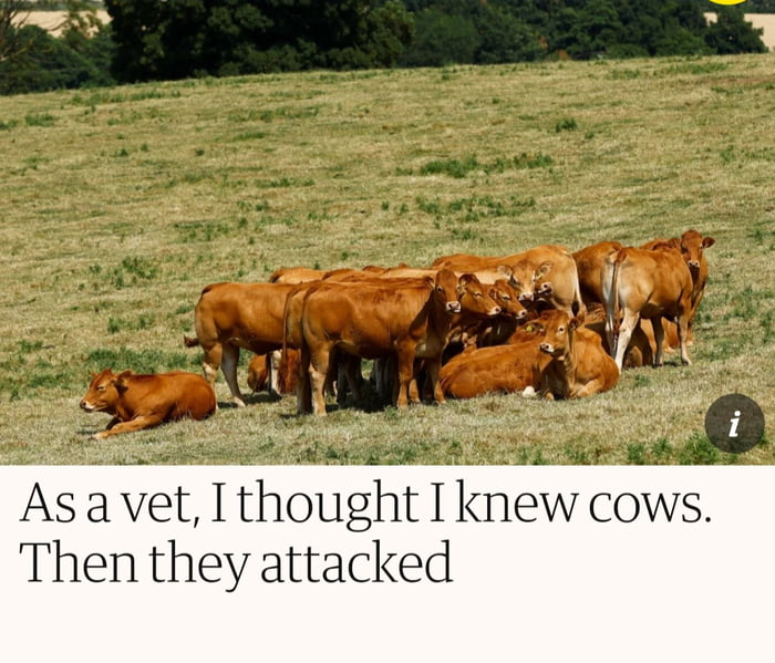 Each year cows kill more people than sharks, which is weird cos I would think the shark would ...