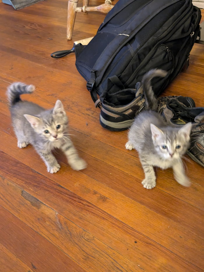 Caught in the act! (Of being smol) - 9GAG