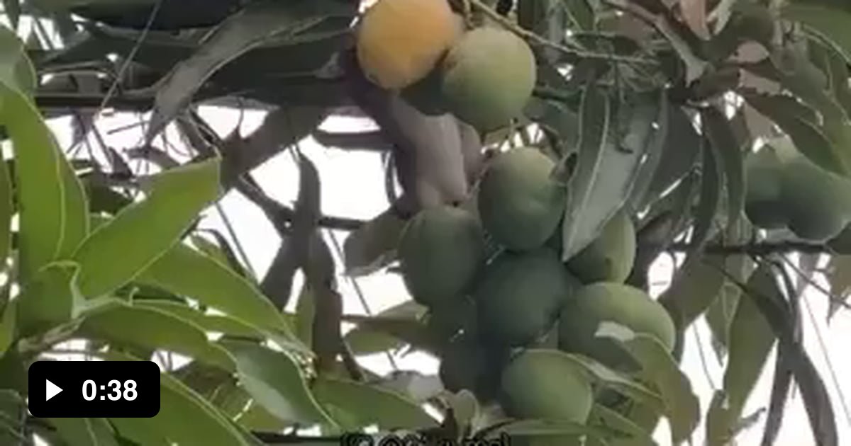 Rat steals mango from a Jamacian - 9GAG