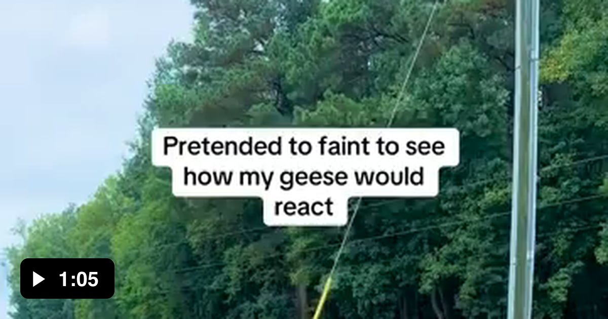 Woman pretends to faint to see how her geese react. - 9GAG