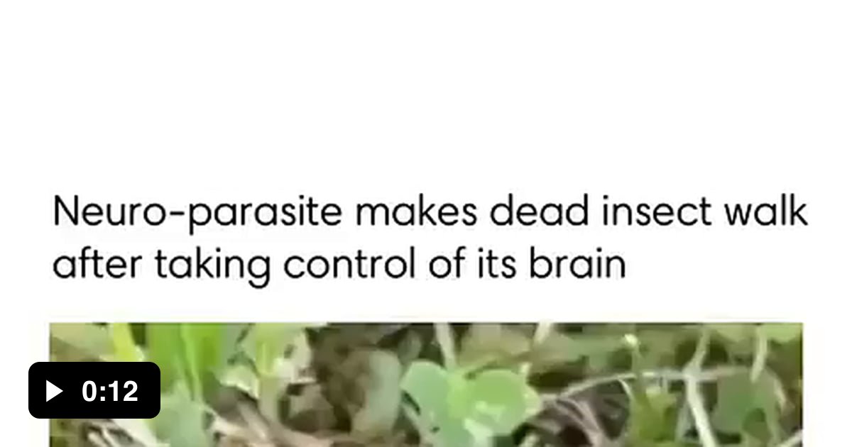 Neuro parasite takes control of dead bug - 9GAG
