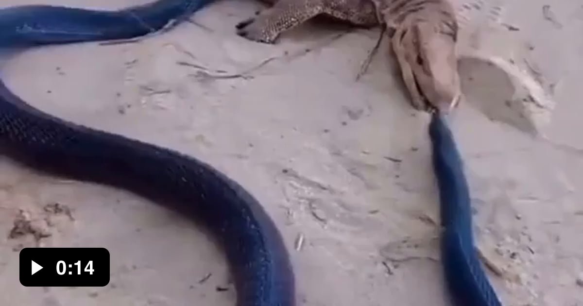 Monitor lizard versus snake. - 9GAG