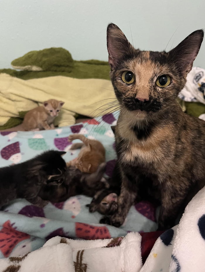 My cat had babies! Look at her! Shes a proud mother! She is glowing! - 9GAG
