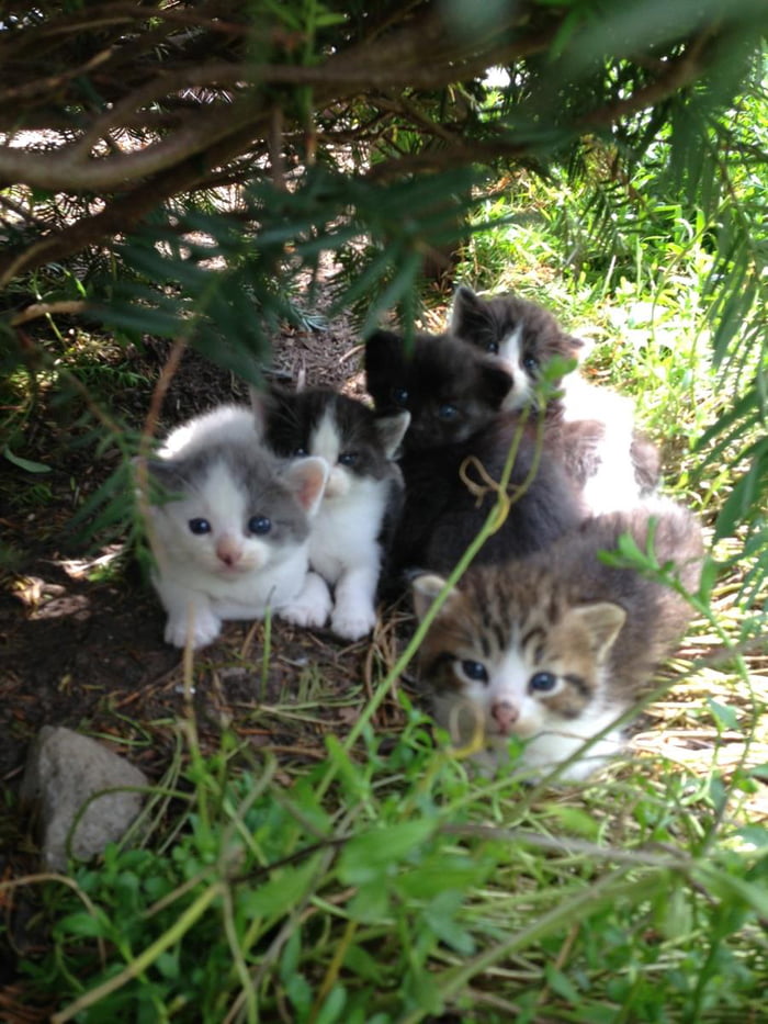 Itty bitty kitty committee holds a secret meeting - 9GAG