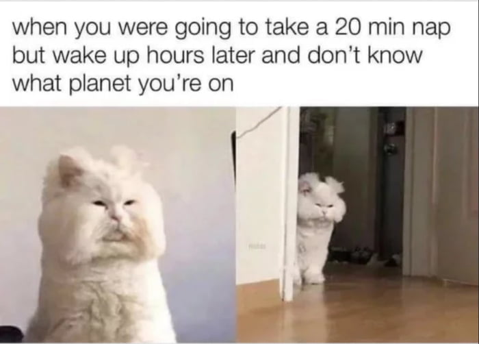 Looking for more cat memes please - 9GAG