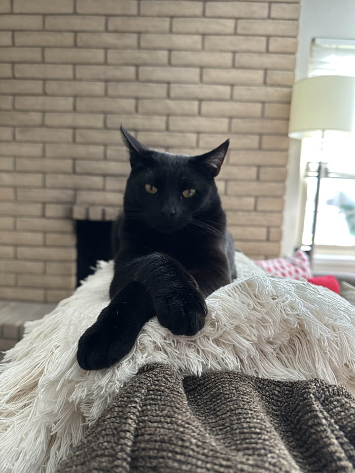 Teddy has no idea how fancy he is. - 9GAG