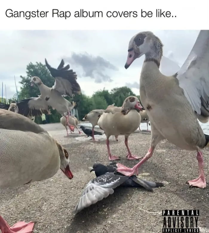 Duck around and find out - 9GAG