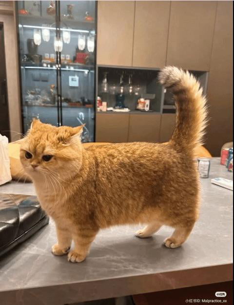 Yuki Tsunoda cat - 9GAG