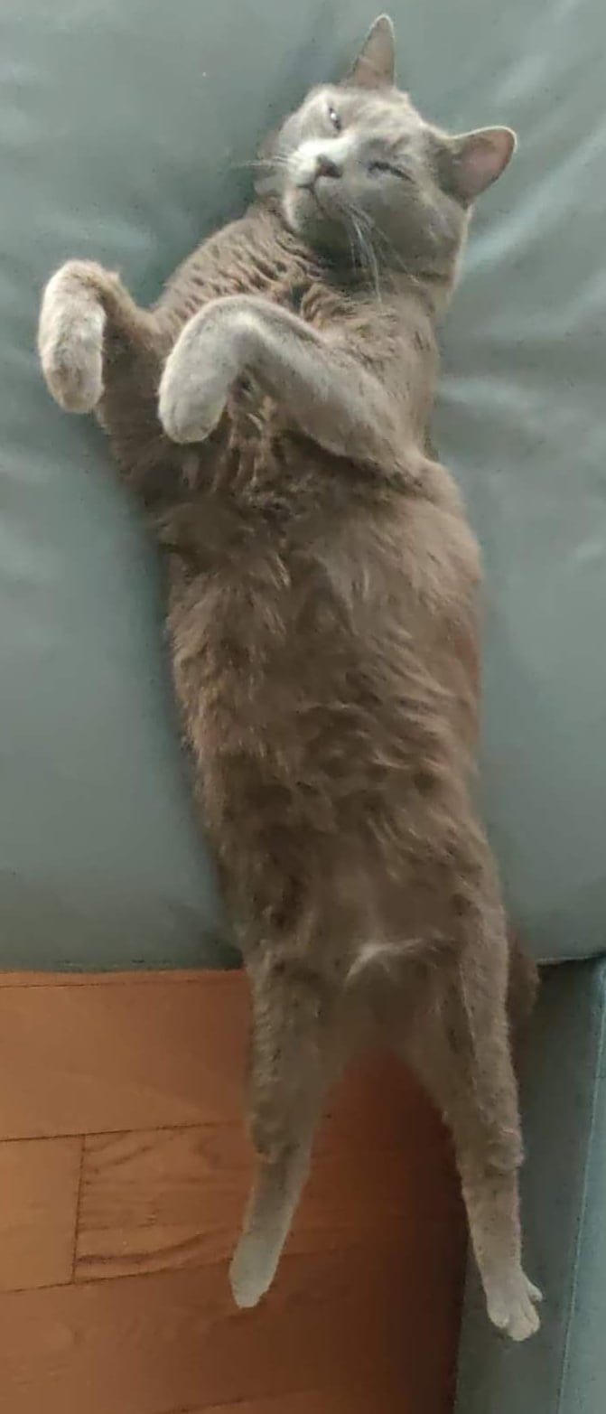 I'll join the trend and post my fav long boi. Named him kuzco (because I love the movie and he's ...