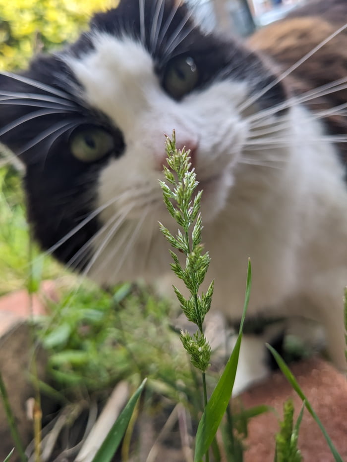 My turn to post my catto - 9GAG