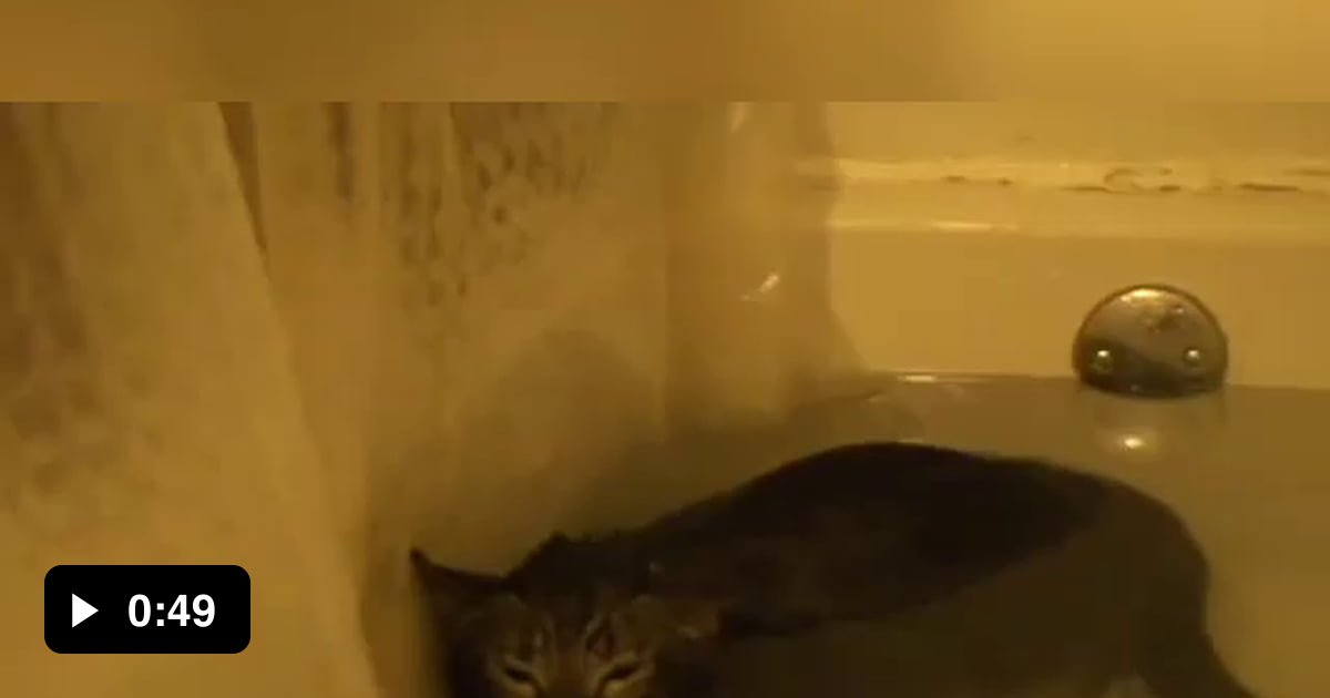 MLEB MLEB cat meows underwater - 9GAG