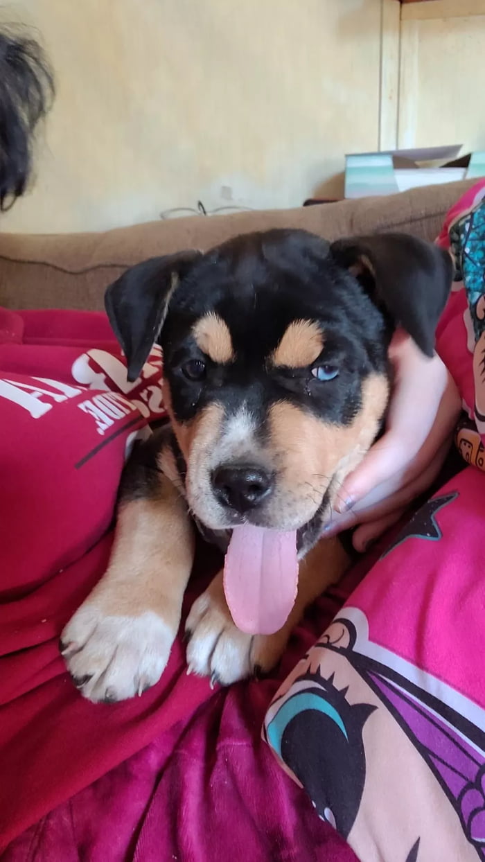 Pretty wolf hybrid and Pitbull mix pup - 9GAG