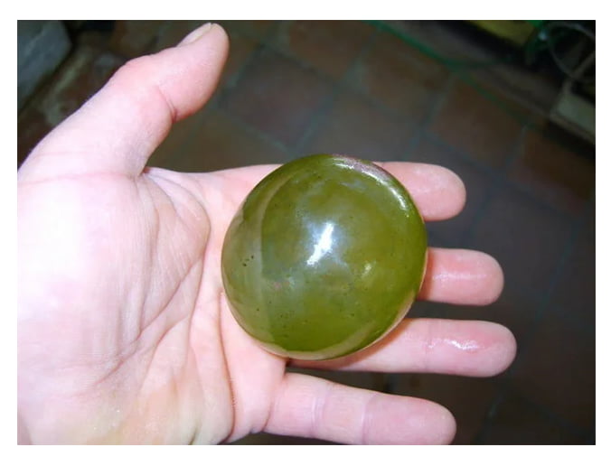 The Largest Single-Celled Organism On Earth - Valonia Ventricosa - 9GAG