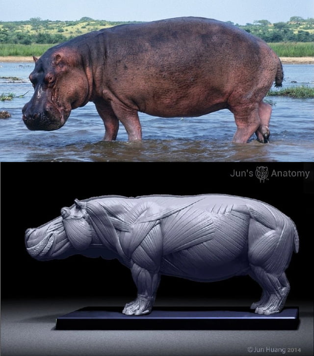 Hippos are hulking muscular tanks and their layer of subcutaneous body ...