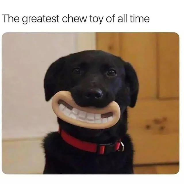 The perfect chew toy - 9GAG