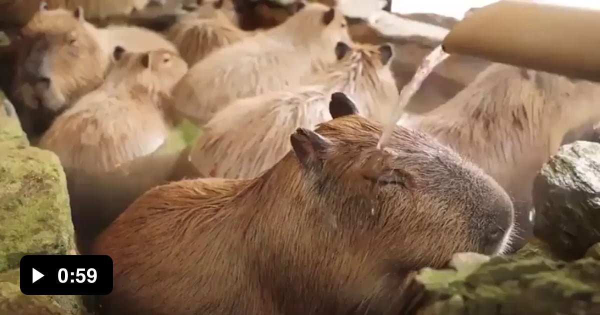 A zen capybara chilling - 9GAG