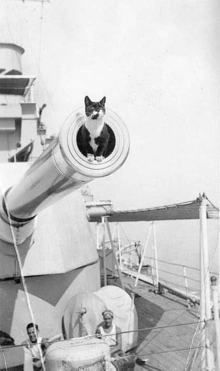 Captain Kitty, protects sea and land - 9GAG