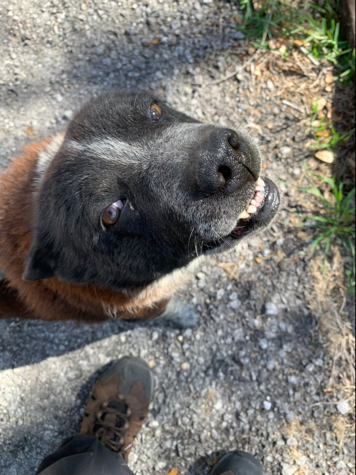 Another happy doggo from work - 9GAG