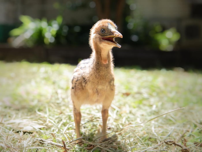 Baby cassowary - 9GAG