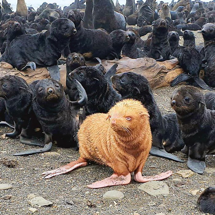 Blonde seals are very rare and special, there’s one for every million ...