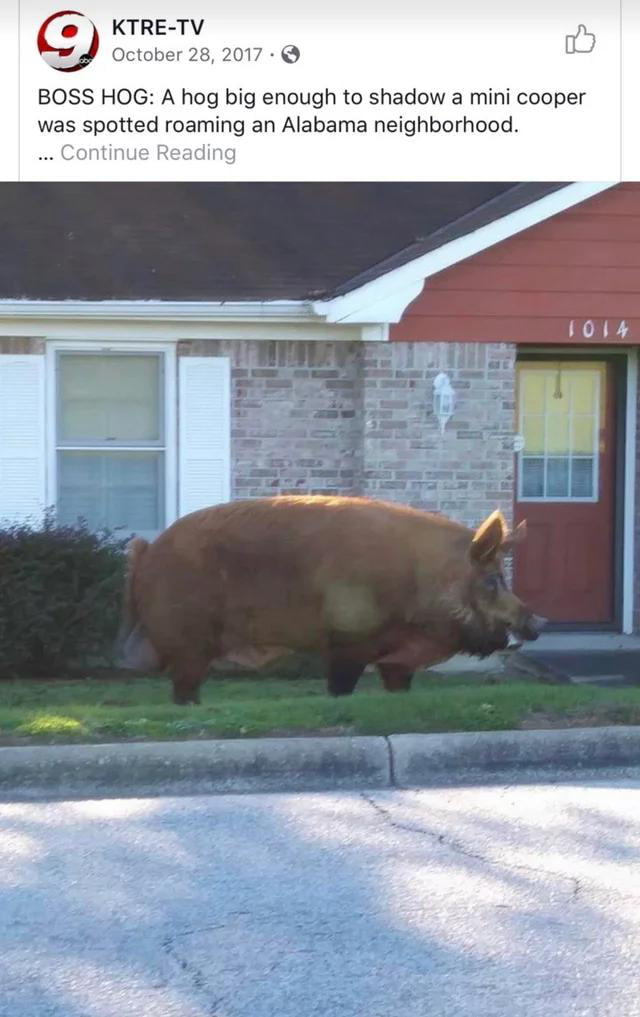 Boss Hog, the roaming horror of the Alabama neighborhoods - 9GAG