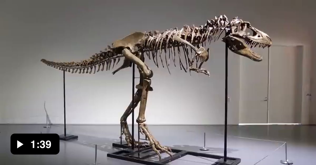 This Gorgosaurus skeleton is coming up to an auction soon. Because it is from US, specifically ...